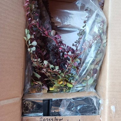 Chaenomeles Speciosa spitfire Flowering Quince Flowering Shrubs/plants ...