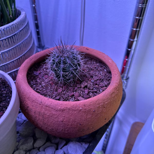 Echinopsis Candicans argentine Giant XXL Live Cactus Plant Rooted ...