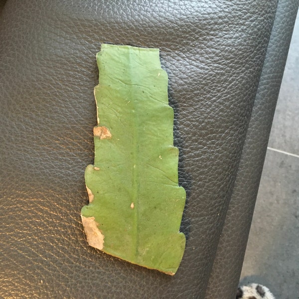 The Pink Koshu Grapes of Japan (yamanashi ) > 7 Fresh Seeds , Already ...