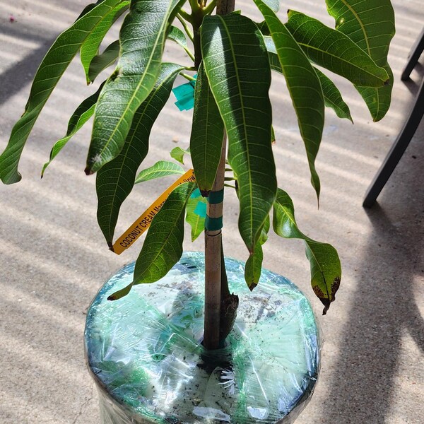 Pina Colada Mango Tree - Live Plant Ships Within a Week!!! No Shipping ...