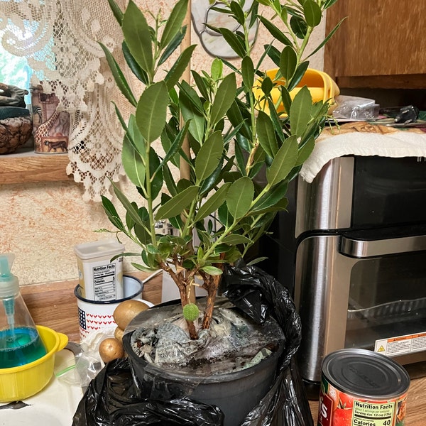 Dwarf Marina Strawberry Tree-1ft Tall Ship in 6" Pot - Etsy