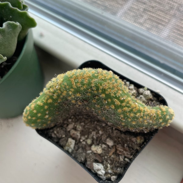 Golden Wavy Cactus, Swirl Cactus, Opuntia Microdasys Monstrosus, Small ...