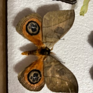 REAL Orb Weaver Teardrop Spider on Real Preserved Spider Web | Etsy