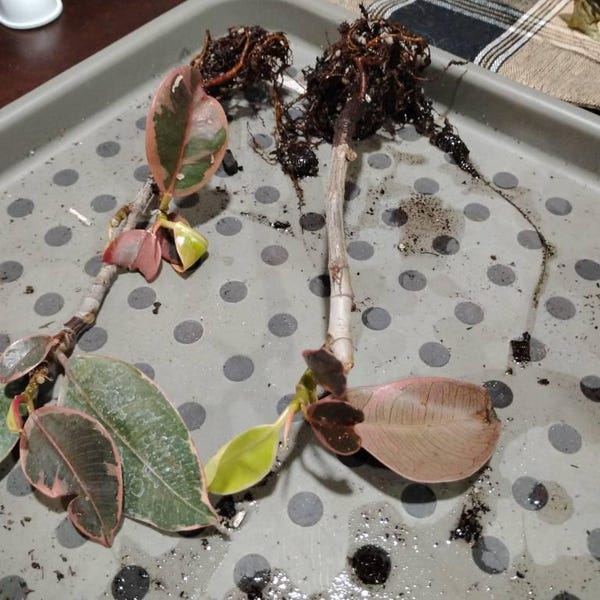 Live Ficus "ruby" Rubber Variegated Starter Plant - USA Seller - Etsy