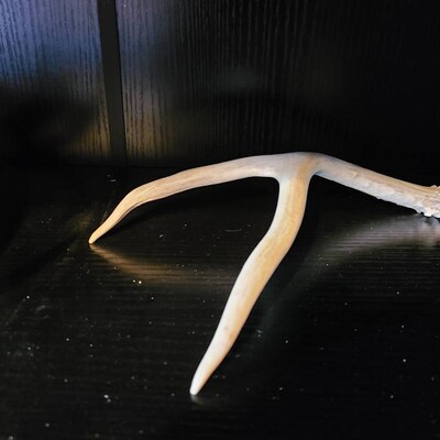 Forked Deer Antler Naturally Shed 2 Points From Montana Craft and A ...
