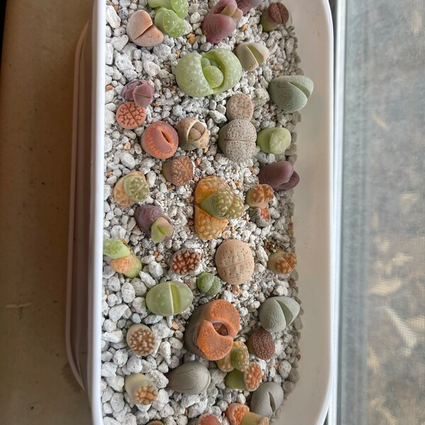 Live Limited Rare Lithops Olivacea C109 / Lithops Olivacea / Exotic ...