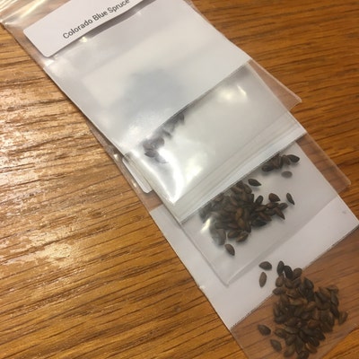 50 Blue Spruce Seeds, Colorado Christmas Trees picea Pungens Glauca - Etsy