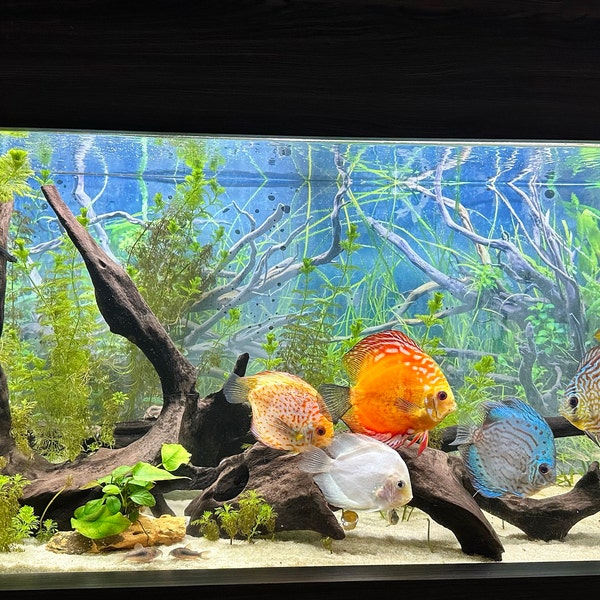 Aquarium Background Underwater Roots - Vinyl Graphic Adhesive AQ0015 - Etsy