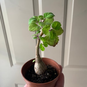 Bonsai Mint plectranthus Ernstii Caudex - Etsy