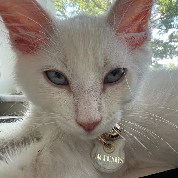 Luna Sailormoon Inspired Cat Tag | Resin Cat Tag | Personalized Pet ID ...