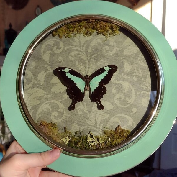 Papilio Phorcas ONE Real Butterfly Blue Green Swallowtail Swordtail ...