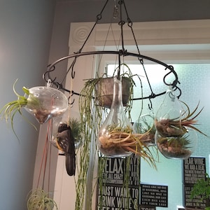 Neglecta Mini Air Plants Tillandsia, Air Plant, Indoor Plant, House ...