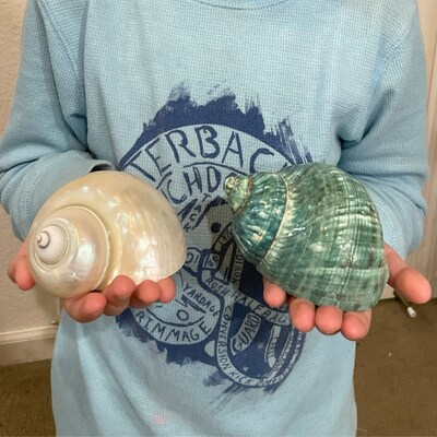 Big Size Hermit Crab Sea Shell, 1 7/8 2 1/4 Opening Hole.green Mother ...