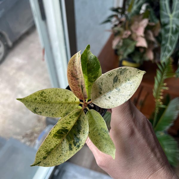 Cereus Forbesii Spiralis Twisted Cactus 4 Plant Pot - Etsy