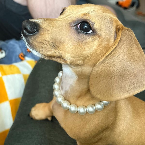 Beaded Pearl Dog Collar – Luxury Dog Necklace, Custom Pet Jewelry Gift ...