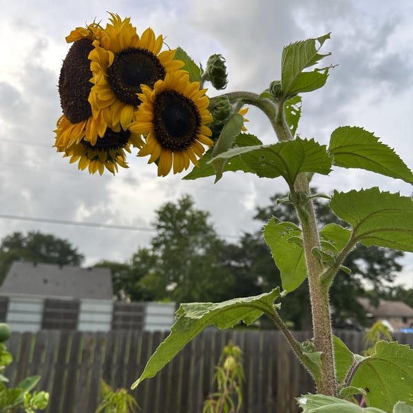 Edgy Pink Calathea 25 Seeds Couture Flower Indoor or Outdoor Calathea ...