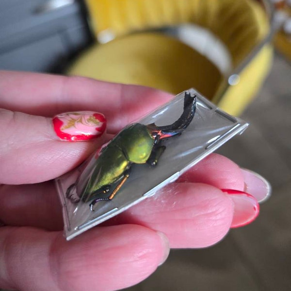 Giant Roly Poly Pill Bug, Sphaeropoeus Lugubris, Mounted in a Bell Jar ...