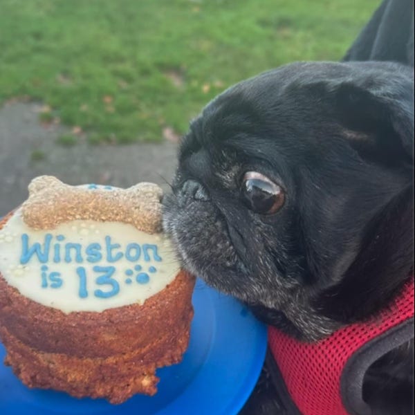Dog Birthday Boy Cake and Pupcakes - Etsy UK
