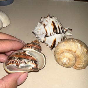 Rare Cornutus Turbo Hermit Crab Shell With a 1.75 Opening C3 - Etsy