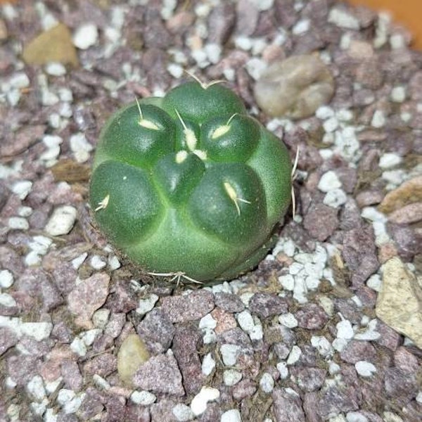 Rare Cactus - Coryphantha Elephantidens Cv. Inermis Offset (1”), Live ...