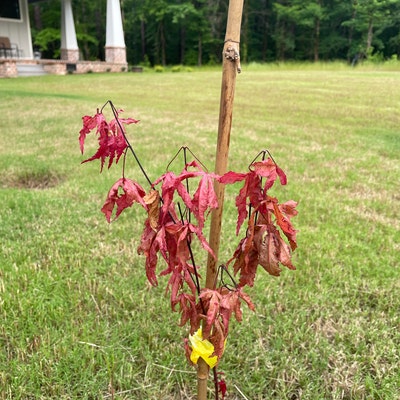 12 Lily of the Valley Root Systems, Convallaria Majalis, Bell Shaped ...