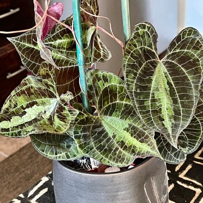Hoya Parviflora Splash, 2 Plant - Etsy