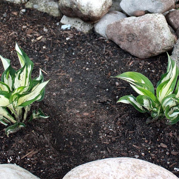 Hosta ‘fire & Ice’- Upright Twisted Leaves With White Centers Dark ...