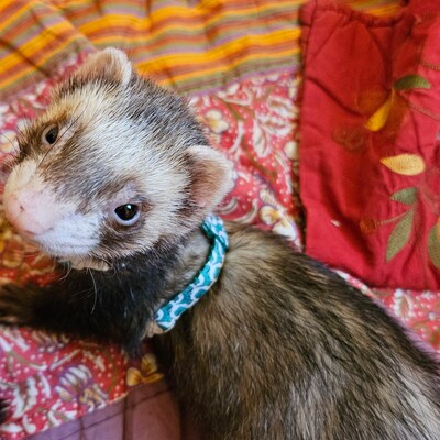 Ferret Harness Set With Leash Marble - Etsy