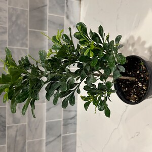 Chinese Perfume Tree, Chinese Rice Flower, in 4 Pot Aglaia Odorata - Etsy