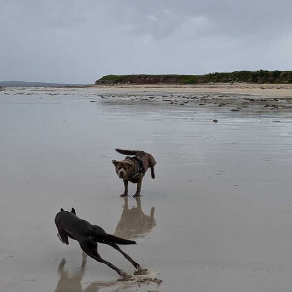 Greyhound Signed Original Lino Print - Snaws (teefs) - Etsy