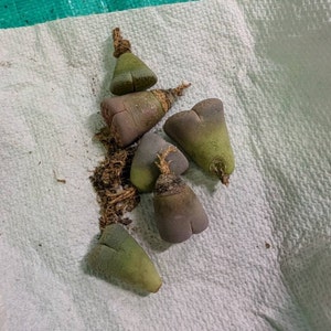 SEEDS Lithops Aucampiae 'jacksons Jade' 20seeds C395 - Etsy