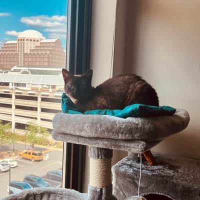 Siamese Catnip Toy, Tuxedo Cat Catnip Toy, Panther Catnip, Butterscotch Catnip Toy, Jungle Cats ...