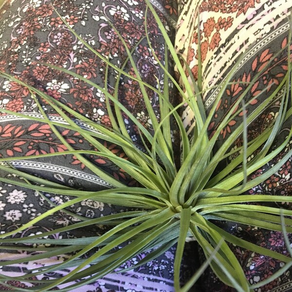 Tillandsia Stricta Iridescent Air Plants - Etsy