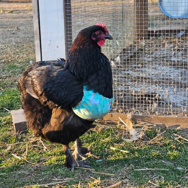 Chicken Bra, Crop Support, Pendulous Crop Support, Crop Bra, Hen Bra ...