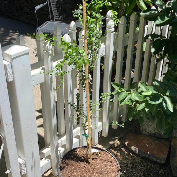 Australian Red Pulp Finger Lime Tree Please Read Description* - Etsy
