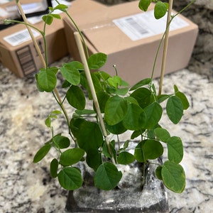 Misaki 美咲 Japanese Rose. Cut Rose. Continue Blooming. Big - Etsy