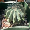 Stapelia Rufa - Etsy