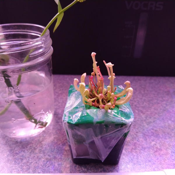 Xyris Difformis — Bog Yellow-eyed-grass - Etsy