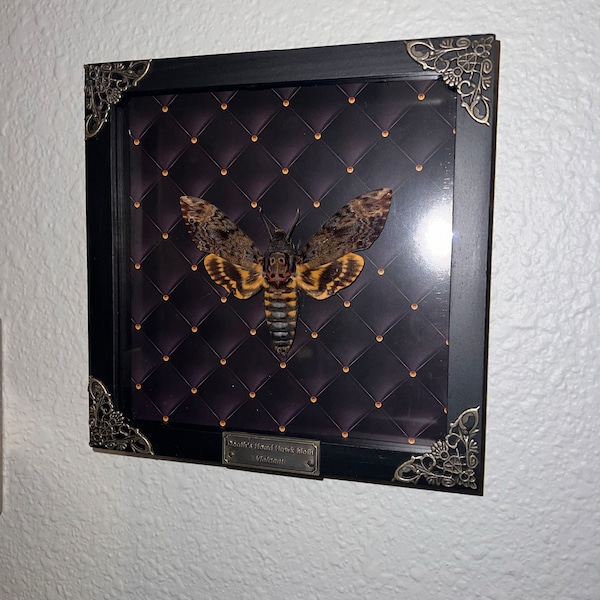 Real Framed Death Head Moth Acherontia Frame Dried Butterfly Skull Dead ...
