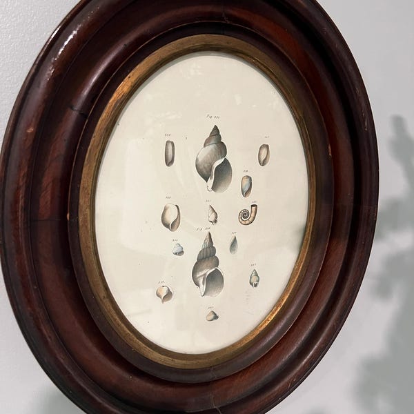 Superficial and Deep Muscles in the Back / Human Anatomy - Descriptive ...