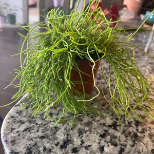 Monstera Adasoni Plant | Etsy