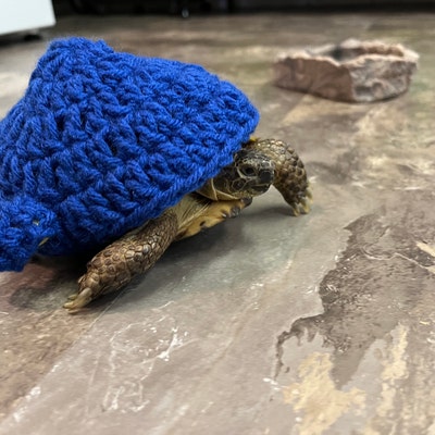 Tortoise Sweaters, Pet Costume, Turtle Sweater, Cute Animals, Tortoise ...