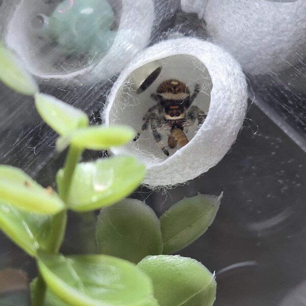 REAL Micro Stump With Moss for Jumping Spiders,inverts and More - Etsy