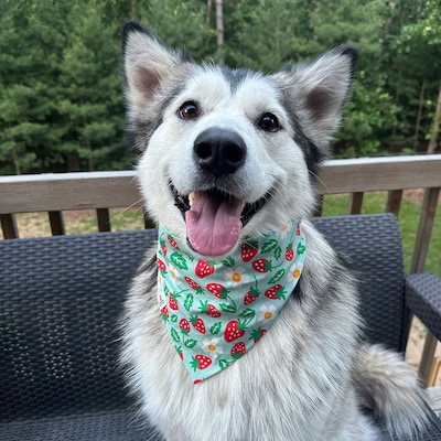 Neon Smiley Face Scrunchie Dog Bandana - Etsy