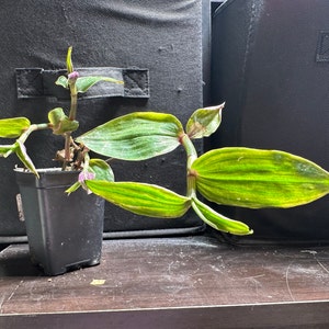 Blushing Bride Tradescantia Houseplants Live Plant in Pot Indoor 2.5 ...