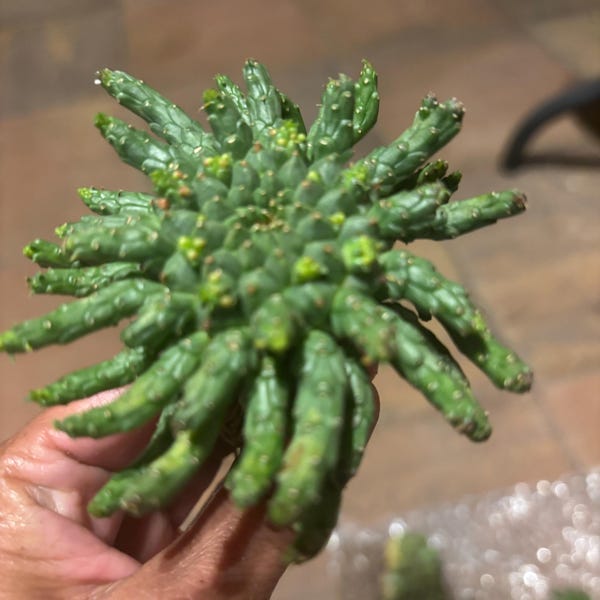 Echeveria ‘diana’ - Etsy