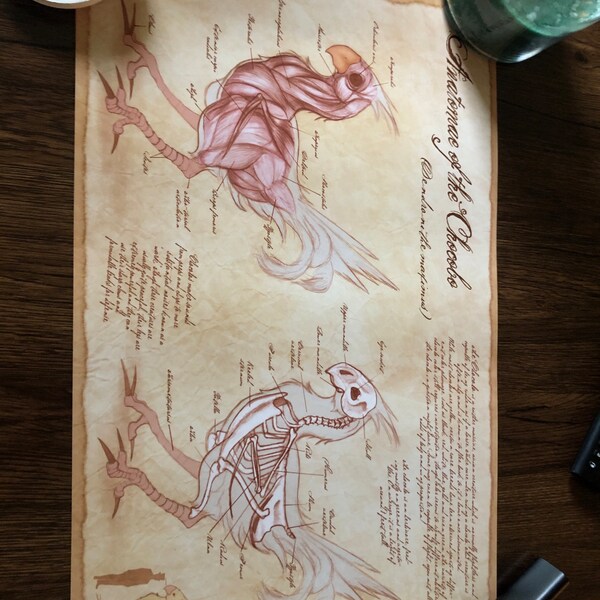 Chocobo Anatomy Art Print: Final Fantasy Geeky Home Decor Print - Etsy