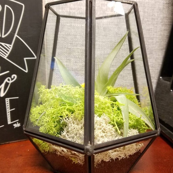 Modern Terrarium Studio Book for Succulent & Air Plant Terrariums and ...