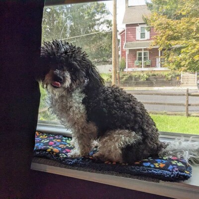 Window Sill Cat Pad/ Cat Crate Pad/window Pad/sill Mat/ Sill Protector ...