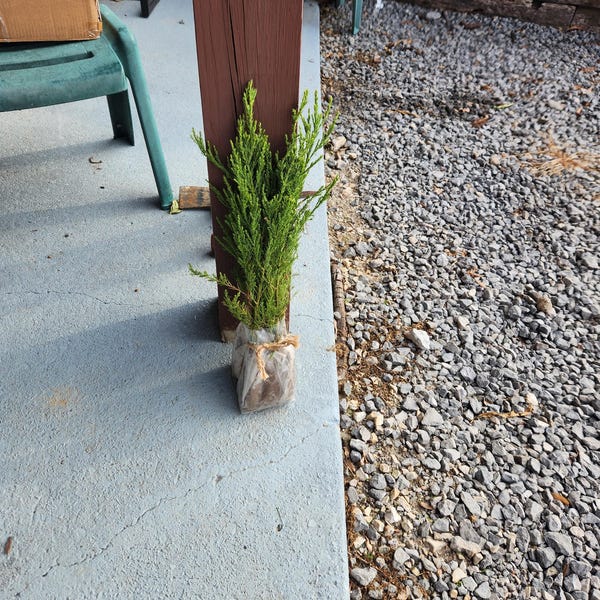 5 Live Giant Sequoia Saplings (1'-1.5' Tall): Majestic Coniferous Tree ...